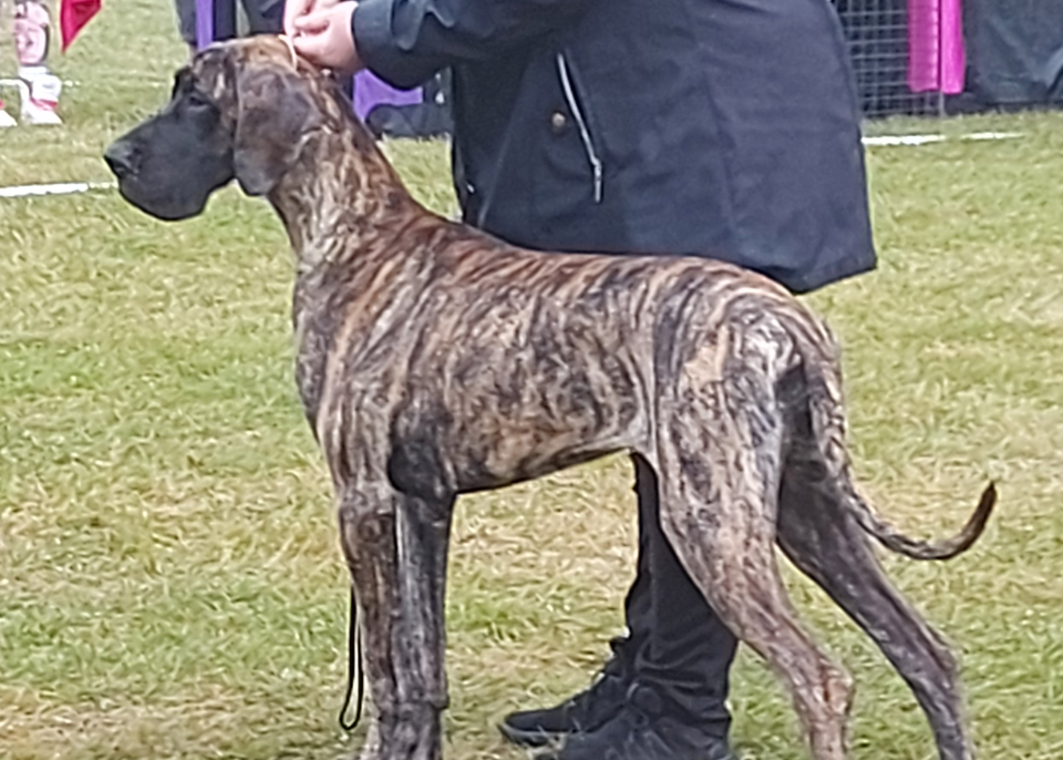 Danes Danes Danes